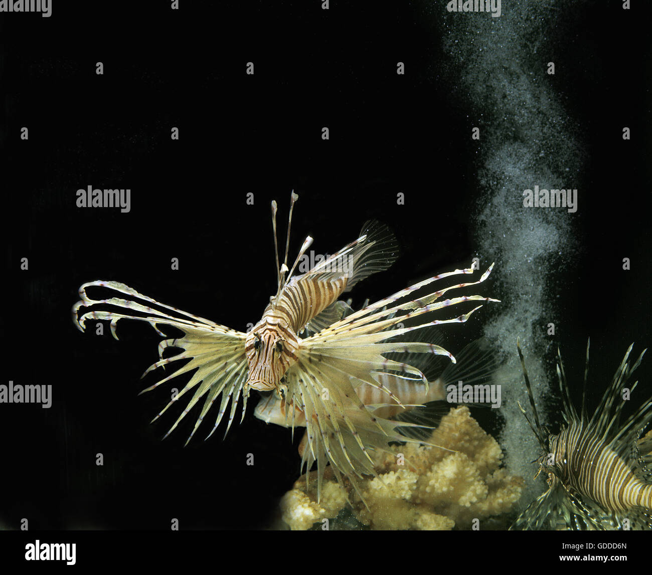 Poisson lion commun ou poisson scorpion Banque de photographies et d ...