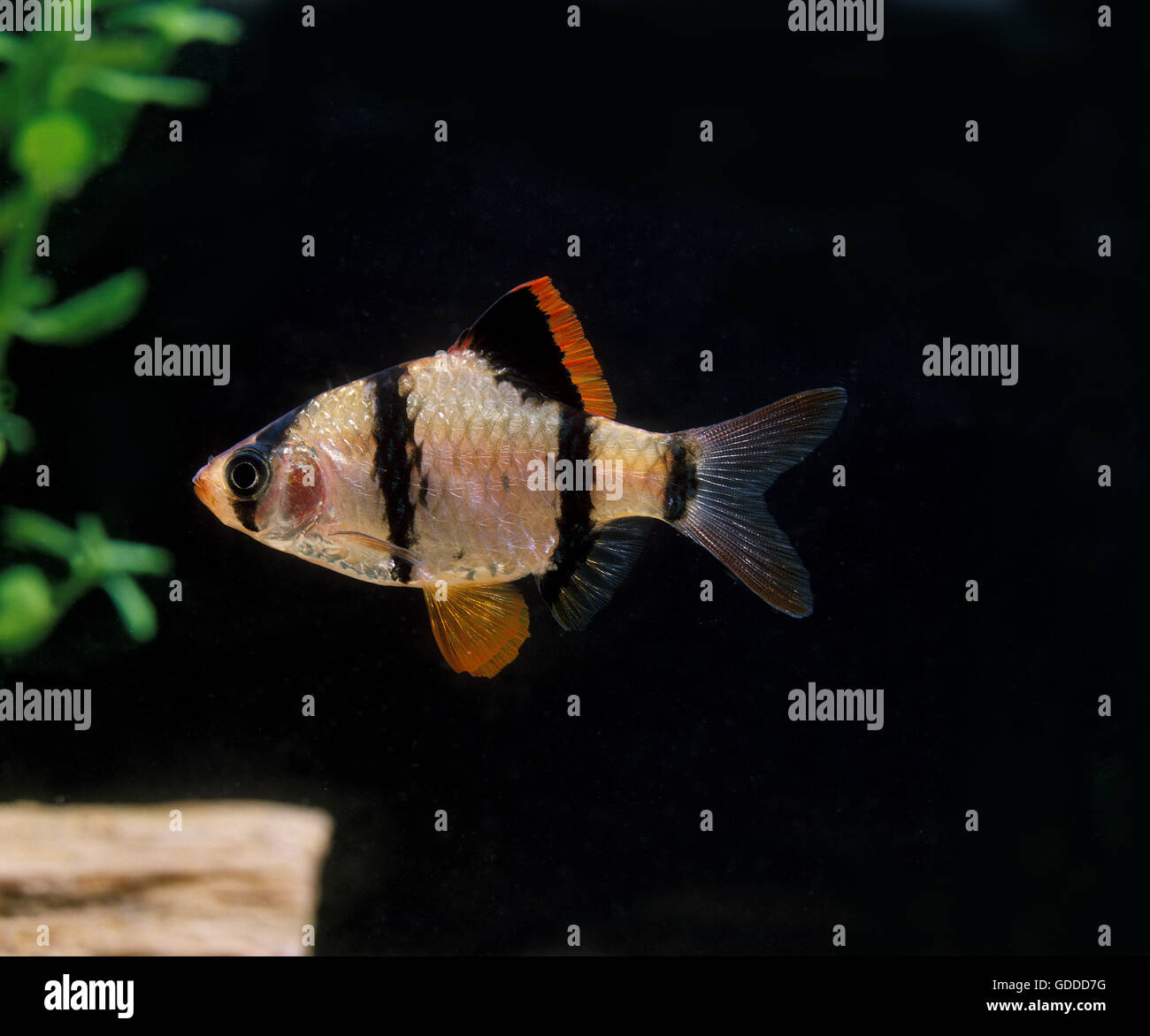 Sumatra barbes Banque de photographies et d’images à haute résolution ...