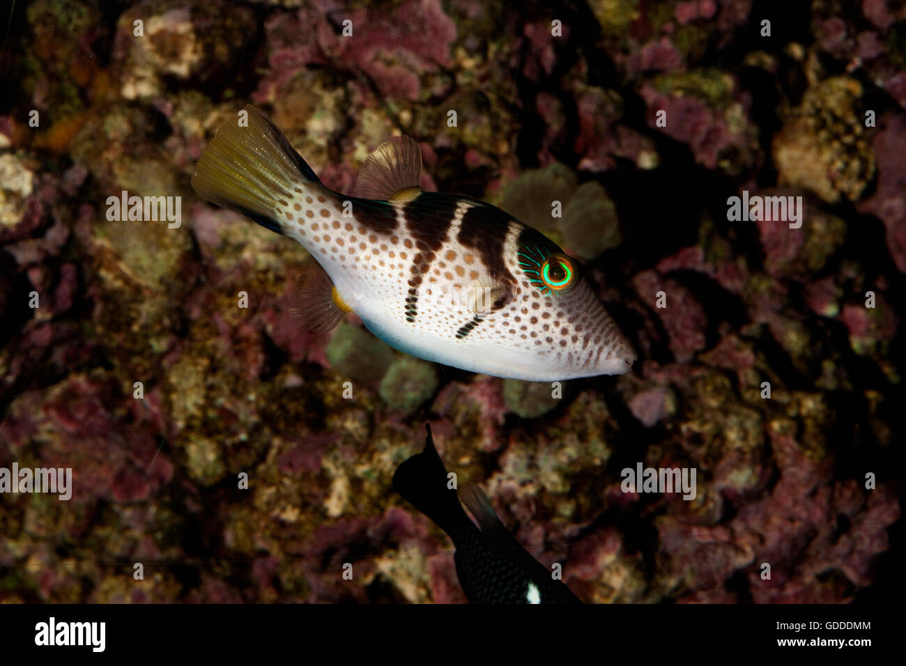 Puffer Valentines Banque d'image et photos - Alamy