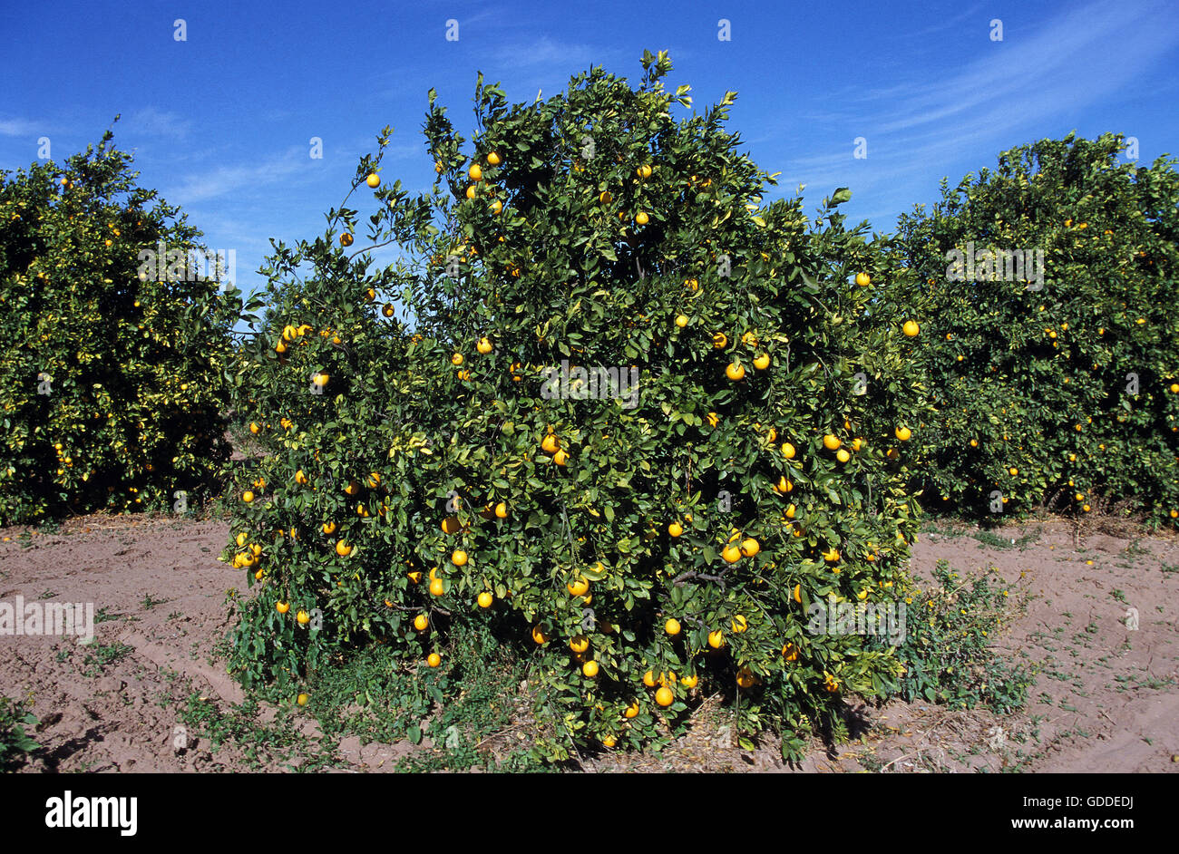 Oranger citrus sinensis Banque de photographies et d’images à haute ...