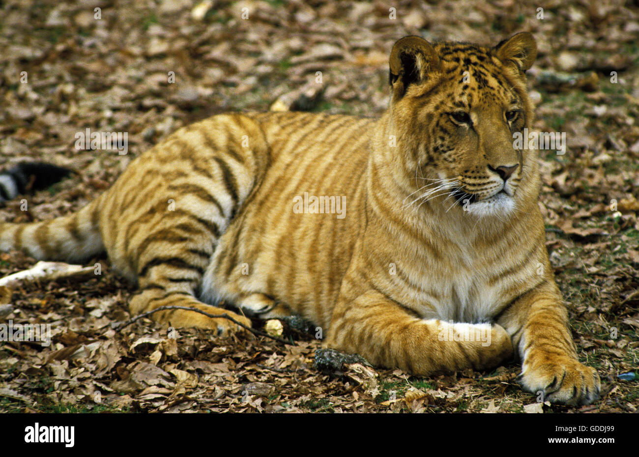 Ligron, race croisée entre Tigre et Lion, Parc Zoologique Photo Stock ...