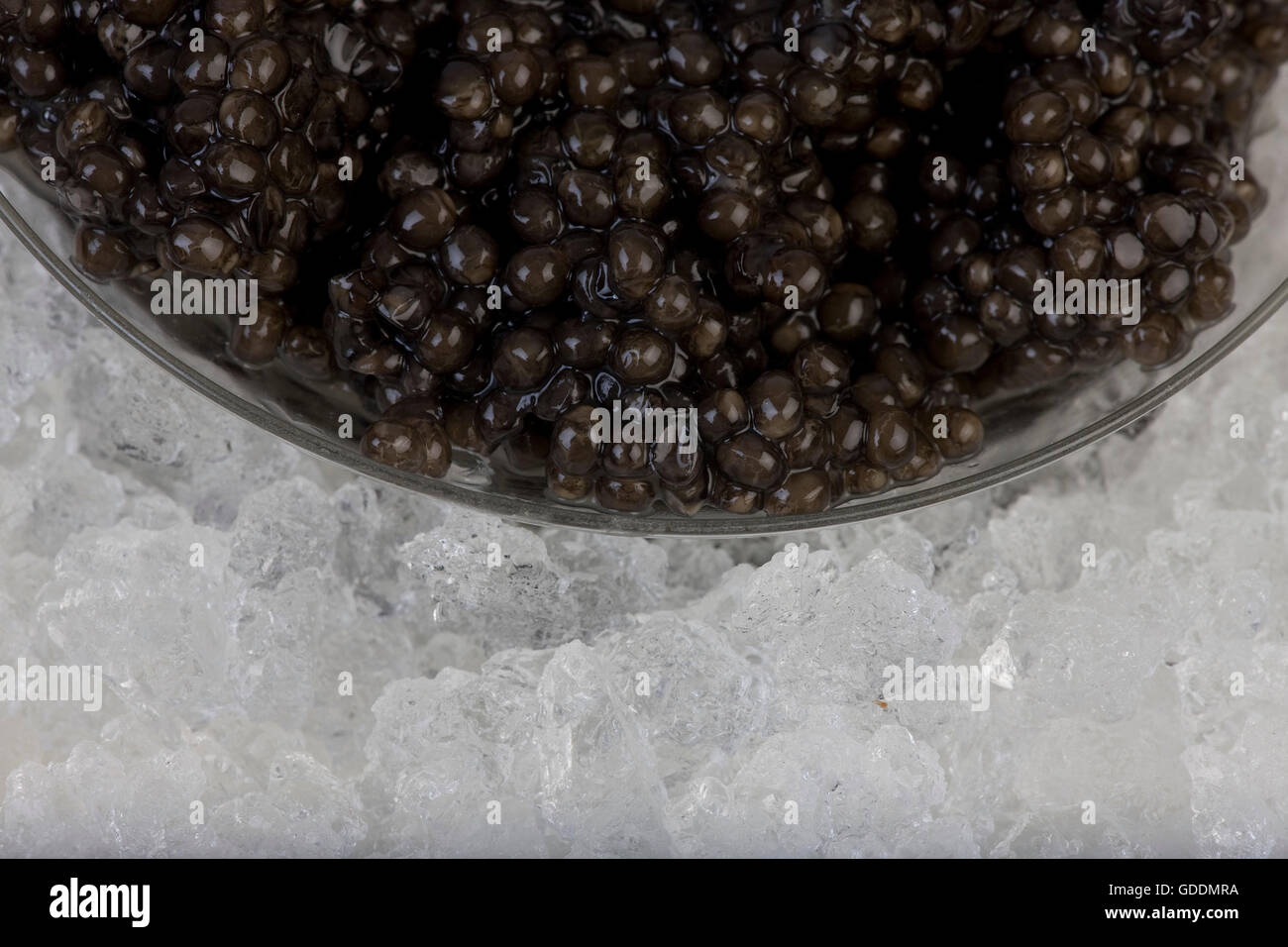 Les esturgeons Banque de photographies et d’images à haute résolution ...