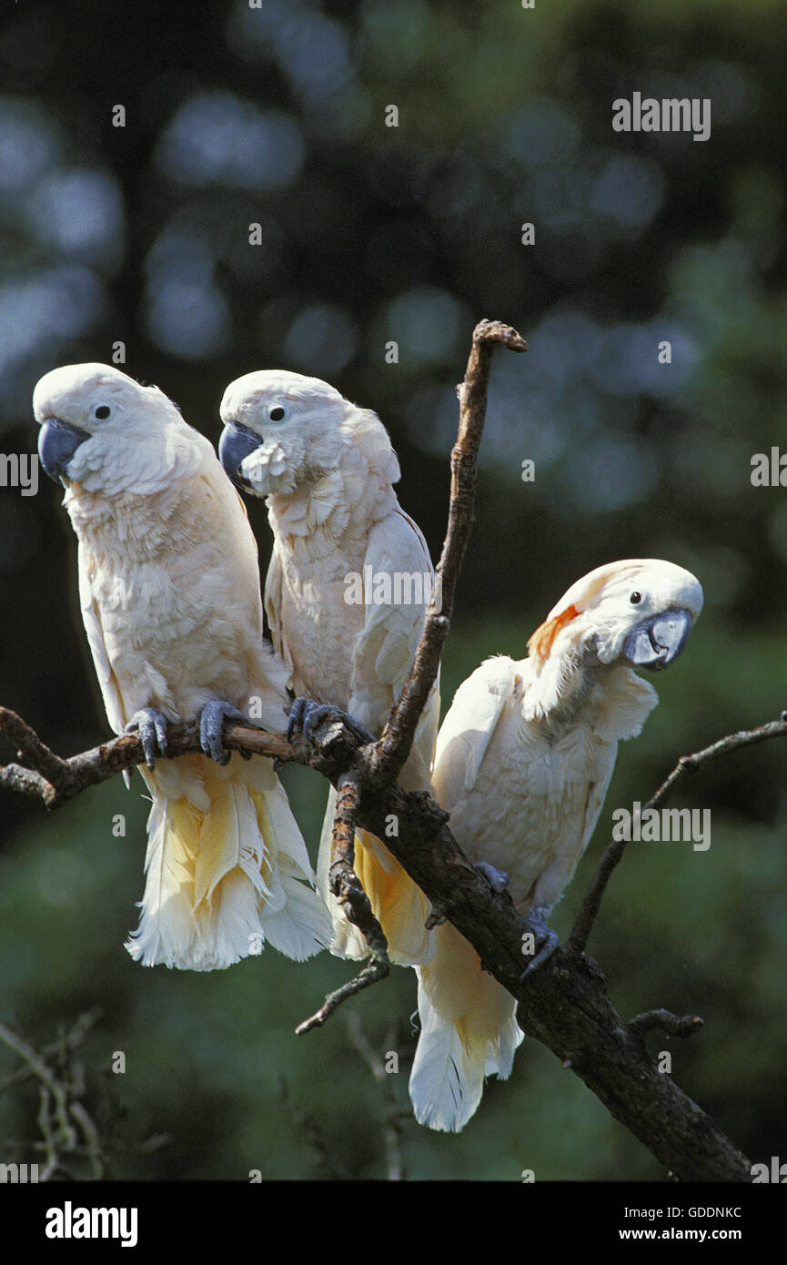 Le cacatoès de saumon ou cacatoès des Moluques, Cacatua moluccensis ...