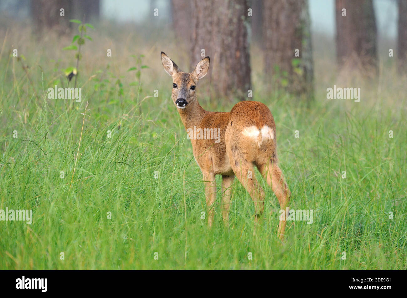 Chevreuil dans le bois Banque de photographies et d’images à haute ...