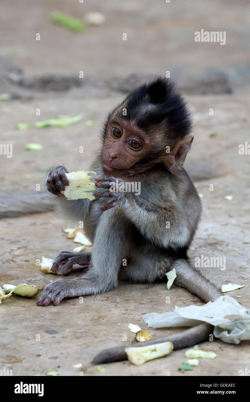 Monkeys khao takiab mountain hua Banque de photographies et d’images à haute résolution - Alamy