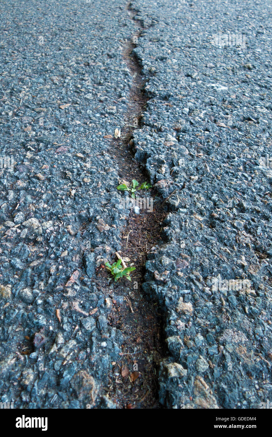 Cracked asphalt Banque de photographies et d’images à haute résolution ...