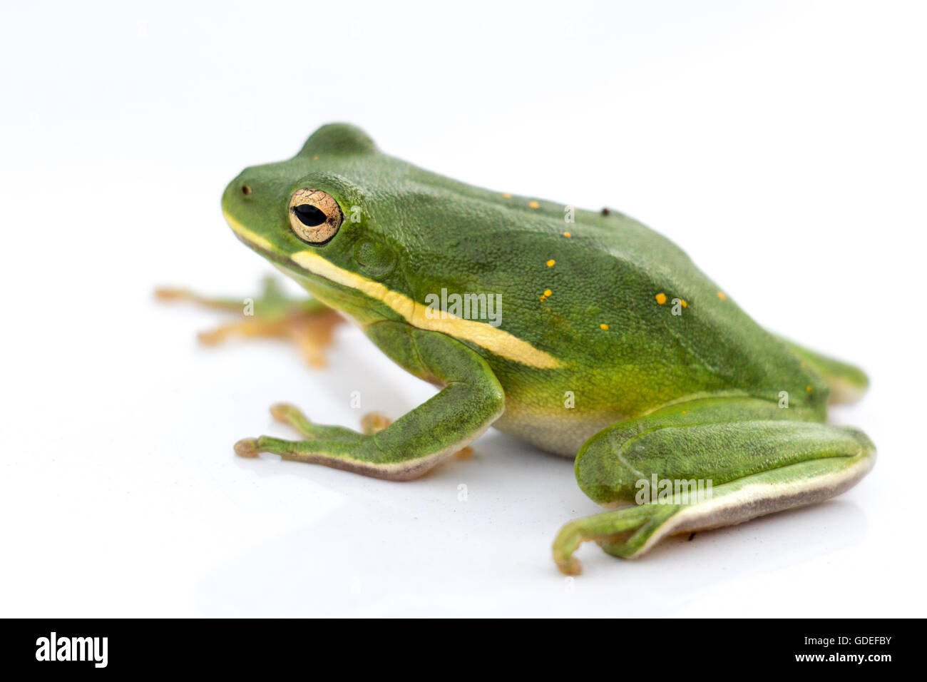 Rainette verte hyla cinerea Banque de photographies et d’images à haute ...