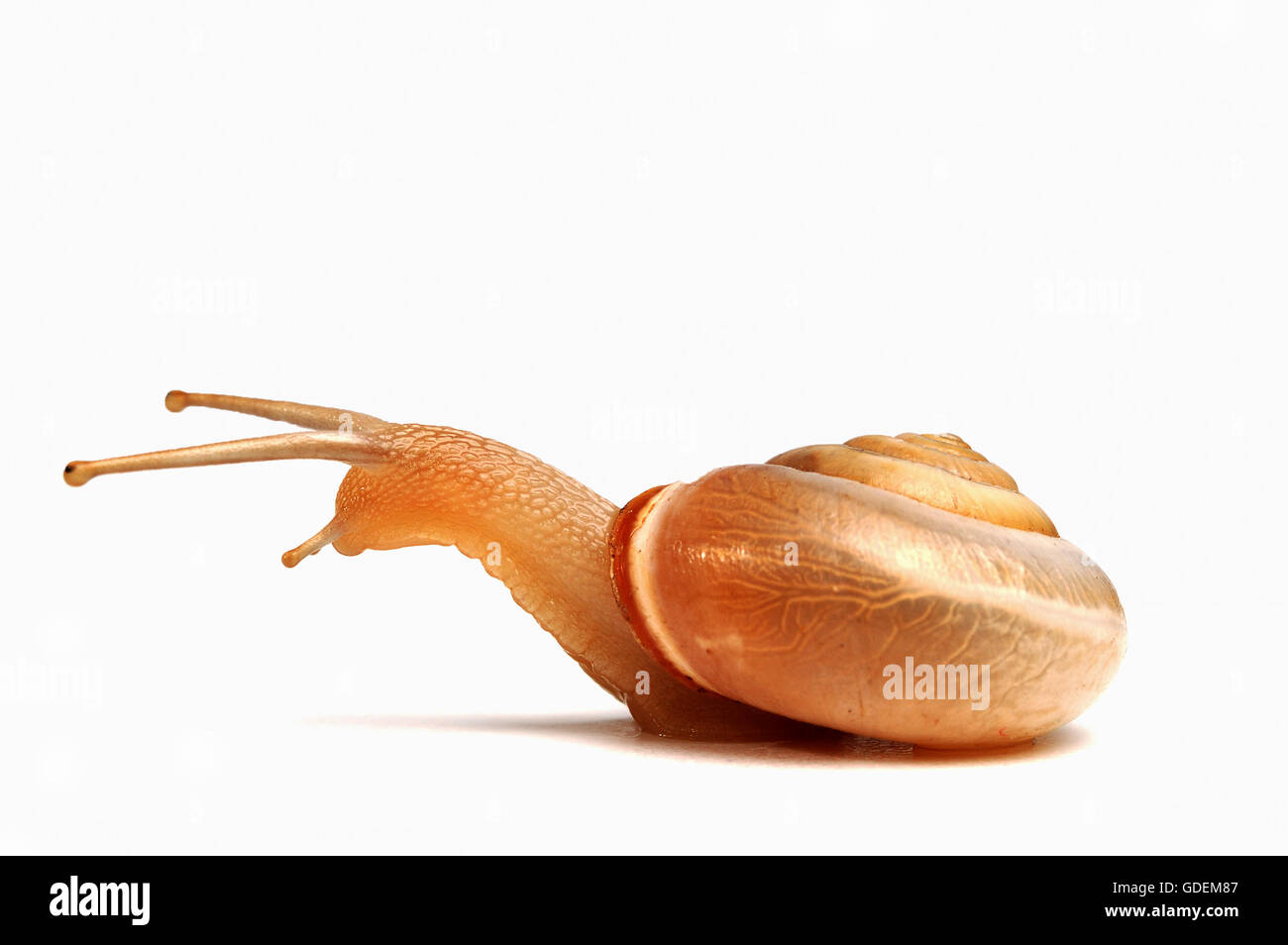 Escargot sur fleur Banque d'images détourées - Alamy