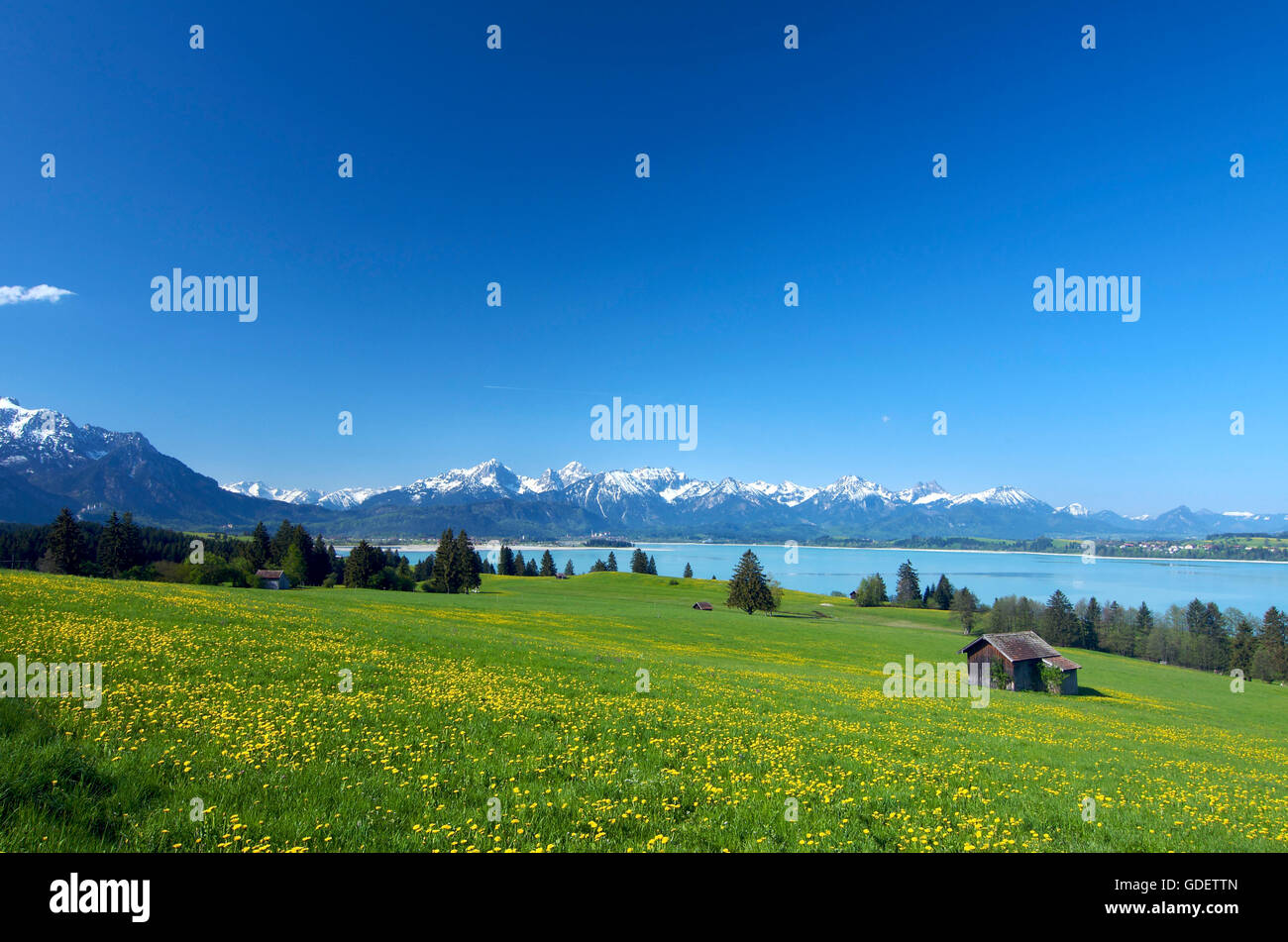 Lac forggensee allgaeu bavière Banque de photographies et d’images à ...