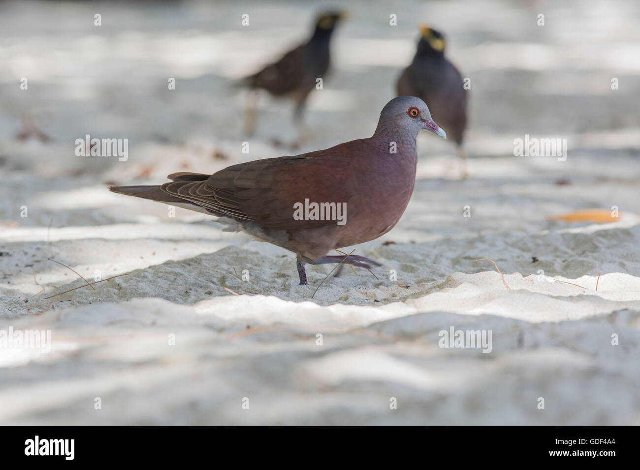 Streptopelia picturata Banque de photographies et d’images à haute ...