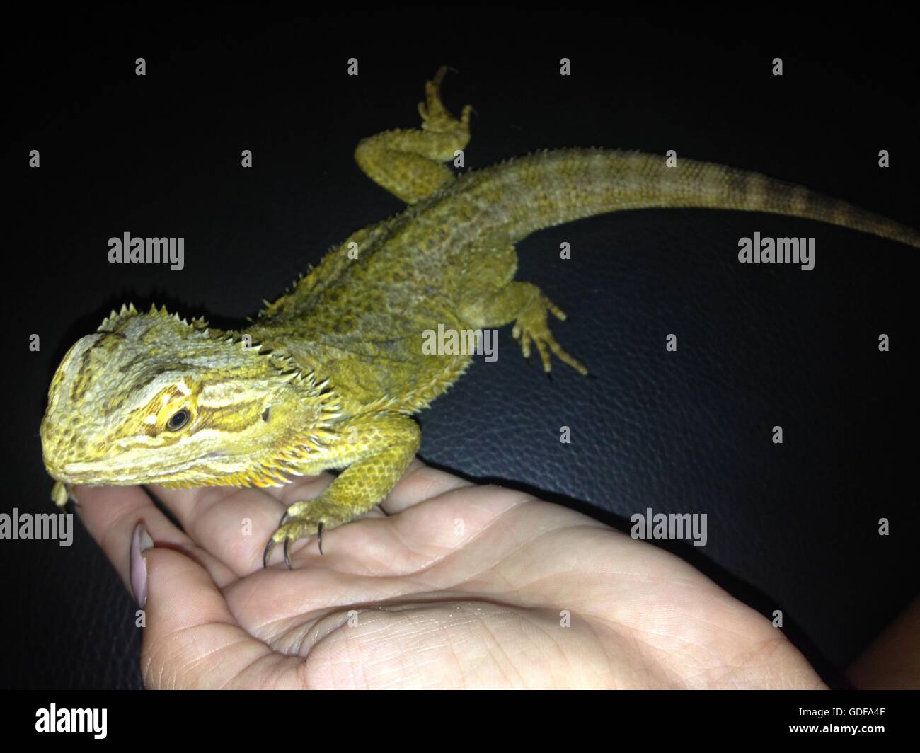 Lézard dragon barbu Banque de photographies et d’images à haute ...