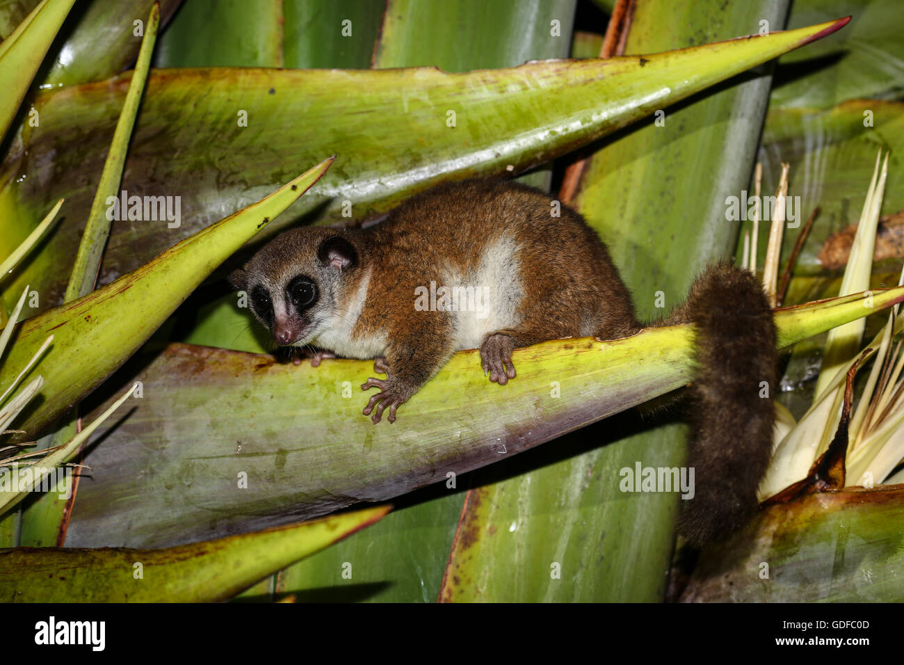 Greater dwarf lemur cheirogaleus major Banque de photographies et d ...