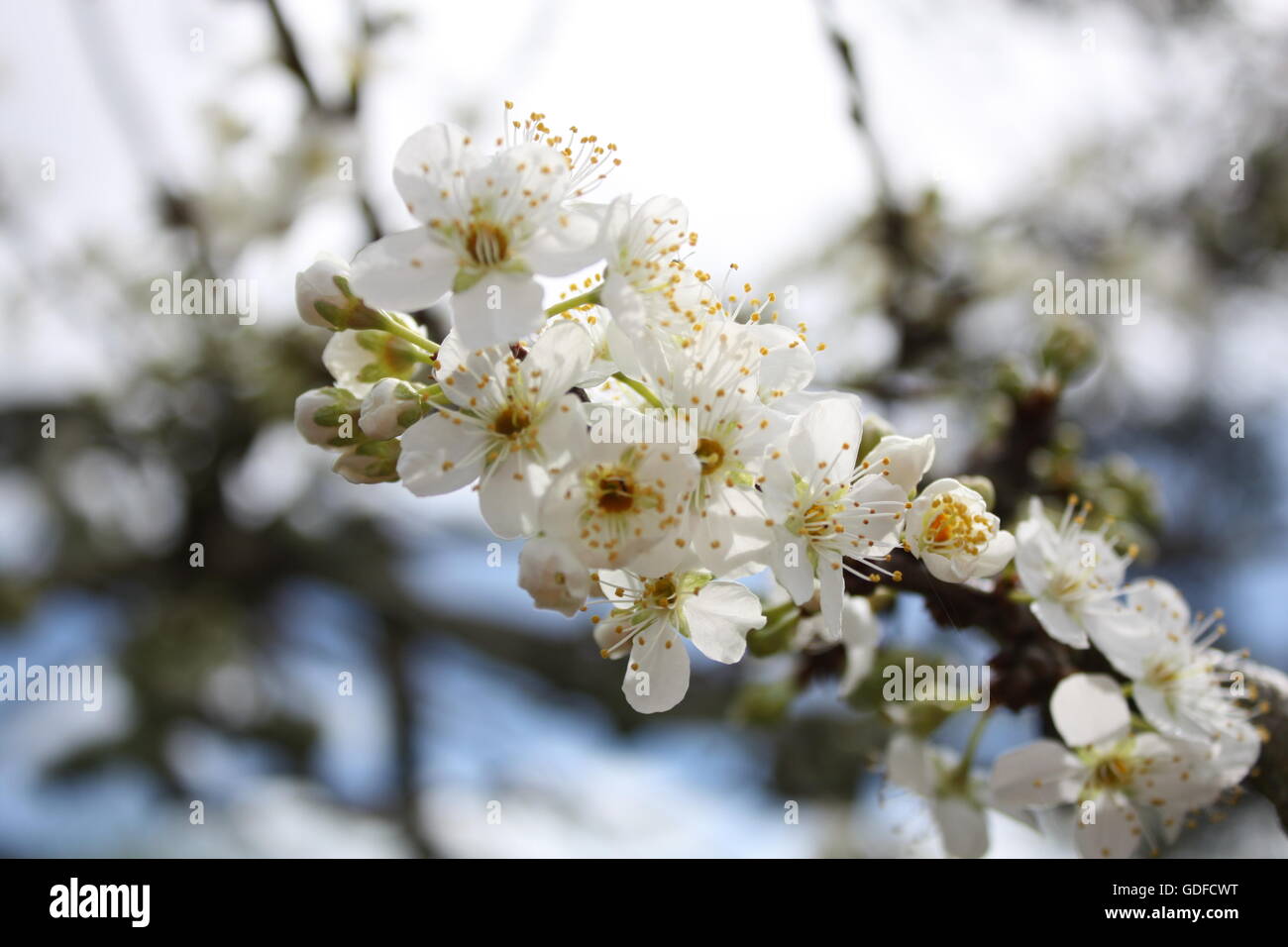 Prunier en fleur Banque de photographies et d’images à haute résolution ...