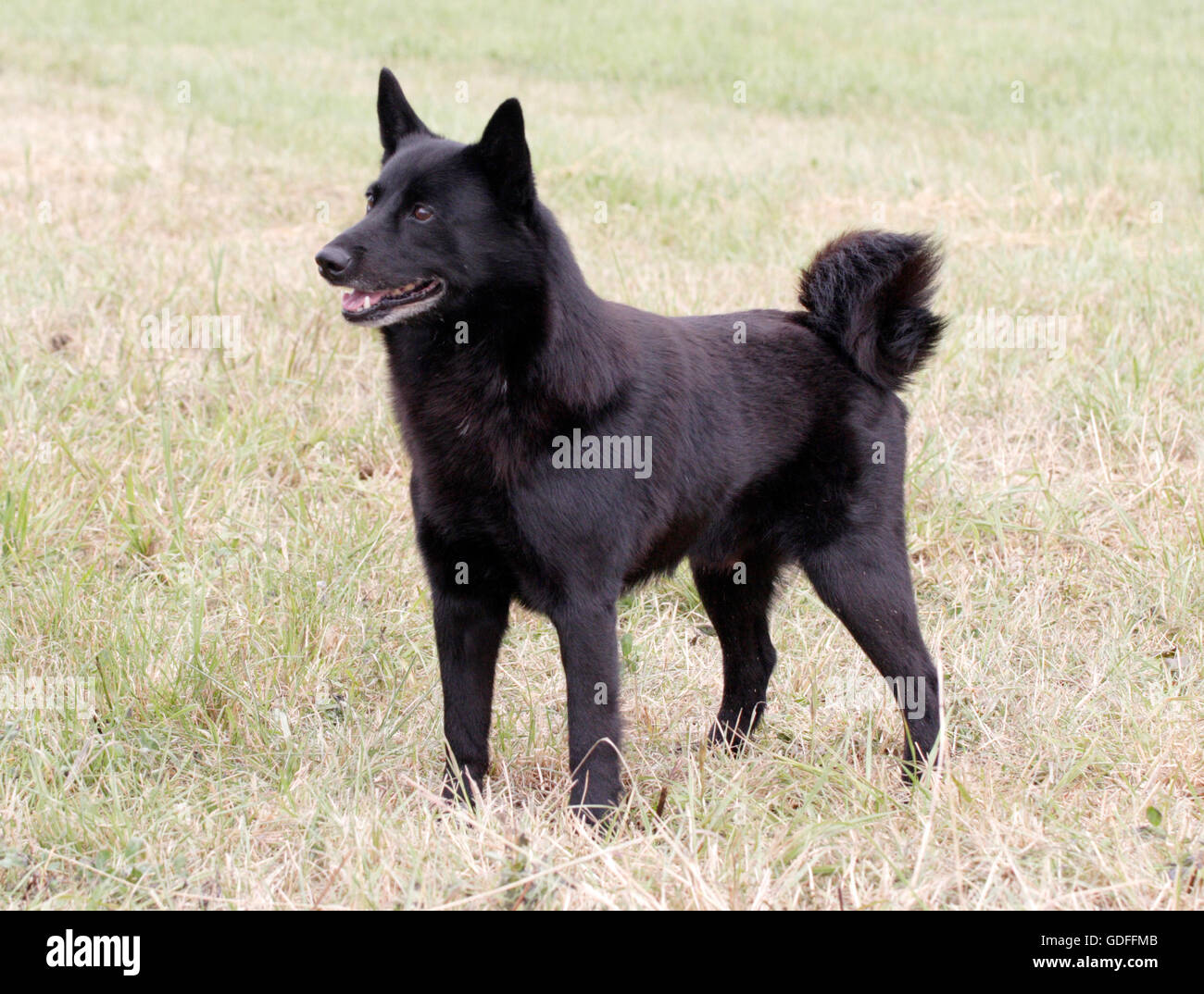 Spitz noir Banque de photographies et d’images à haute résolution - Alamy