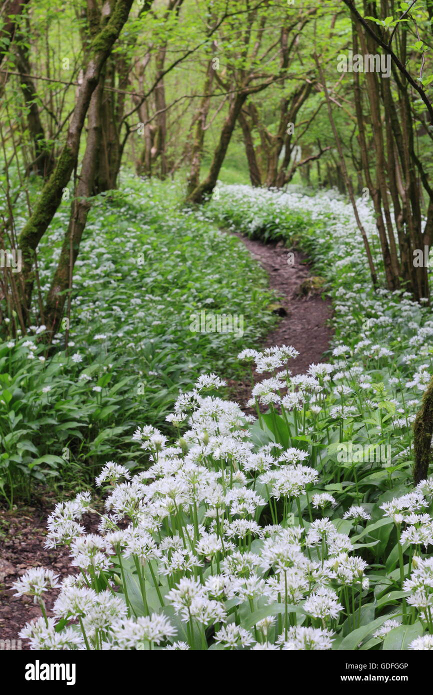 Floraison ail sauvage allium ursinum Banque de photographies et d ...