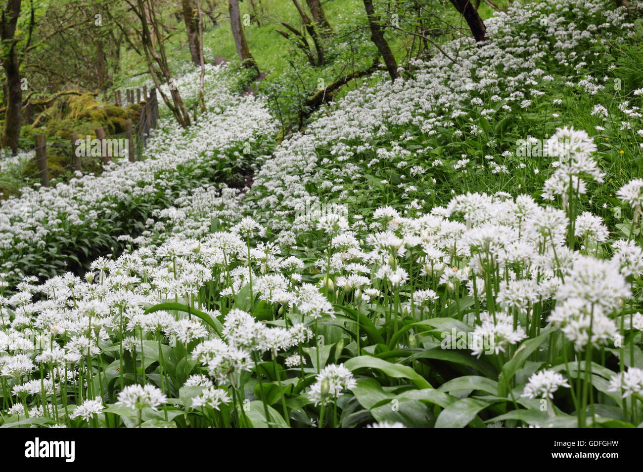 Allium ursinum france Banque de photographies et d’images à haute ...