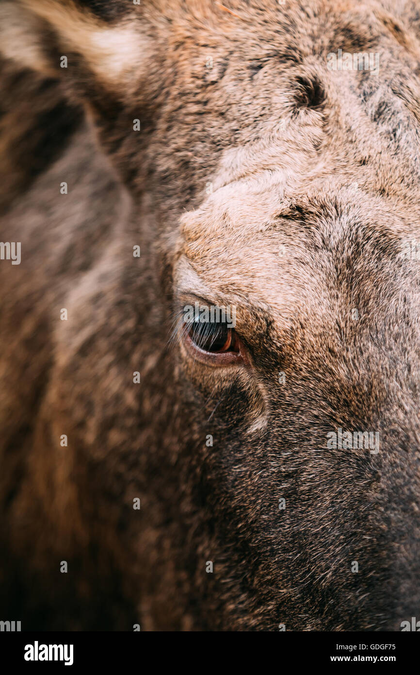 Moose face Banque de photographies et d’images à haute résolution - Alamy