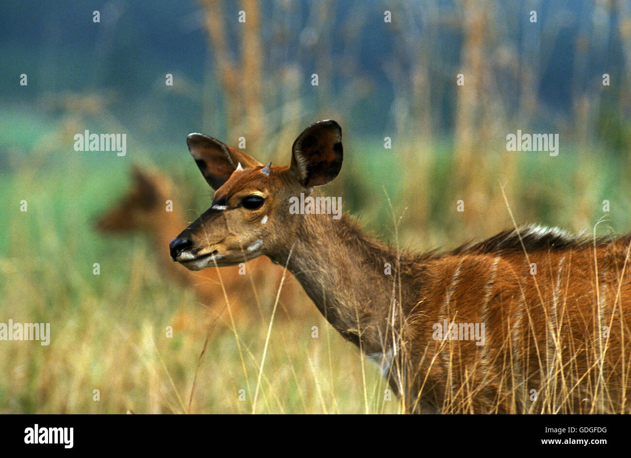 Tragelaphus angasi Banque de photographies et d’images à haute ...