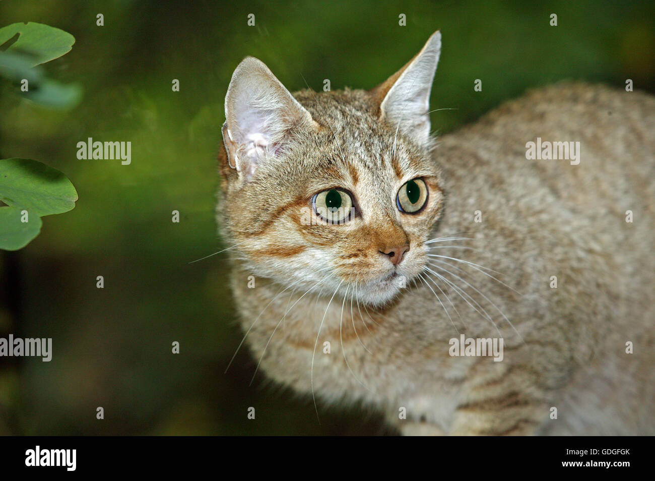African wildcat felis silvestris lybica Banque de photographies et d ...