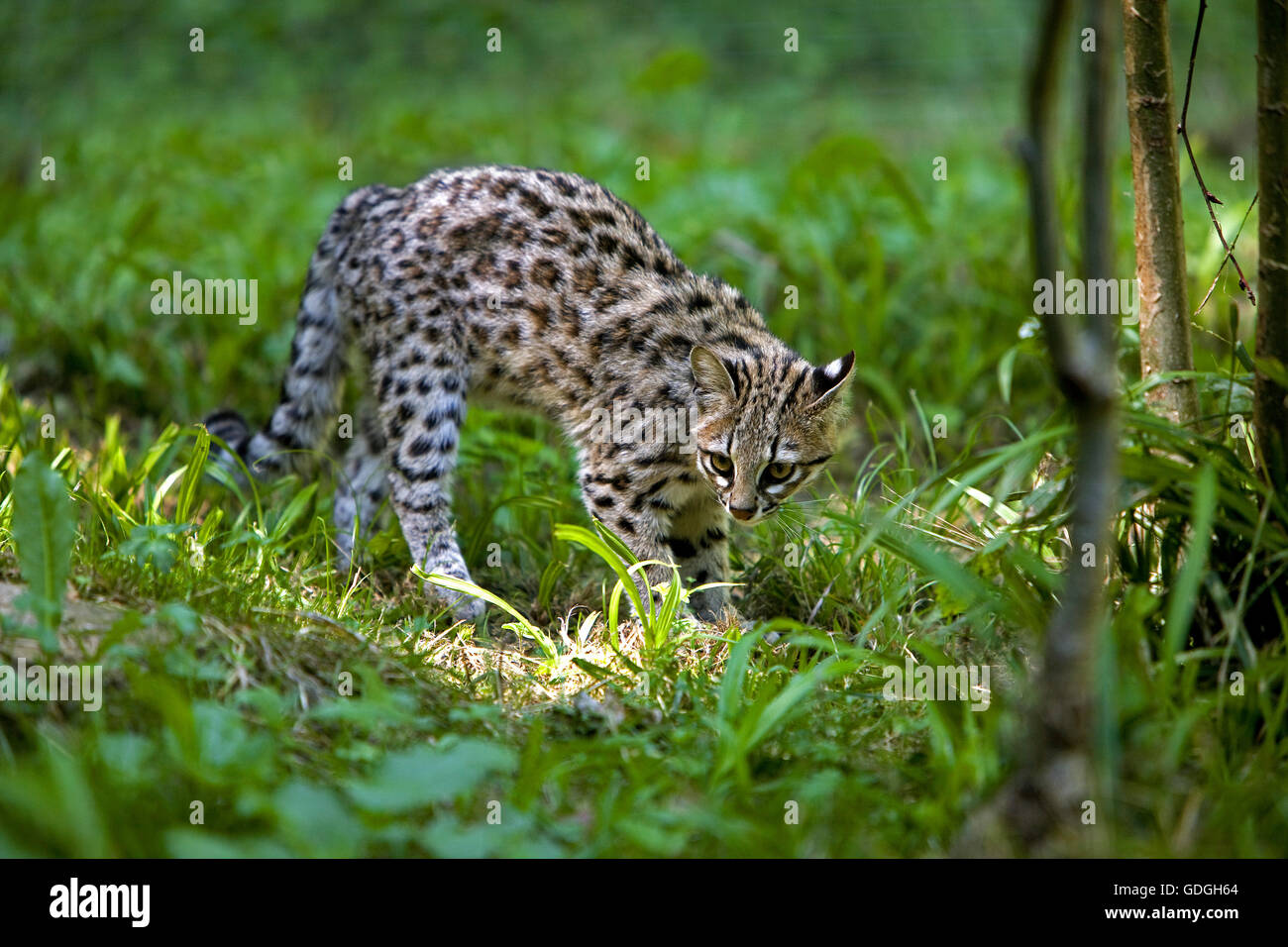 Leopardus tigrinus Banque de photographies et d’images à haute ...