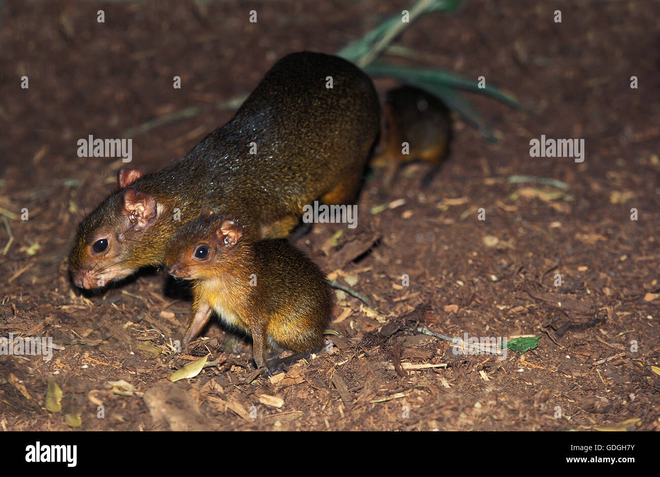 Vert Vert ACOUCHI myoprocta ACOUCHY OU pratti, FEMME AVEC DES BÉBÉS ...
