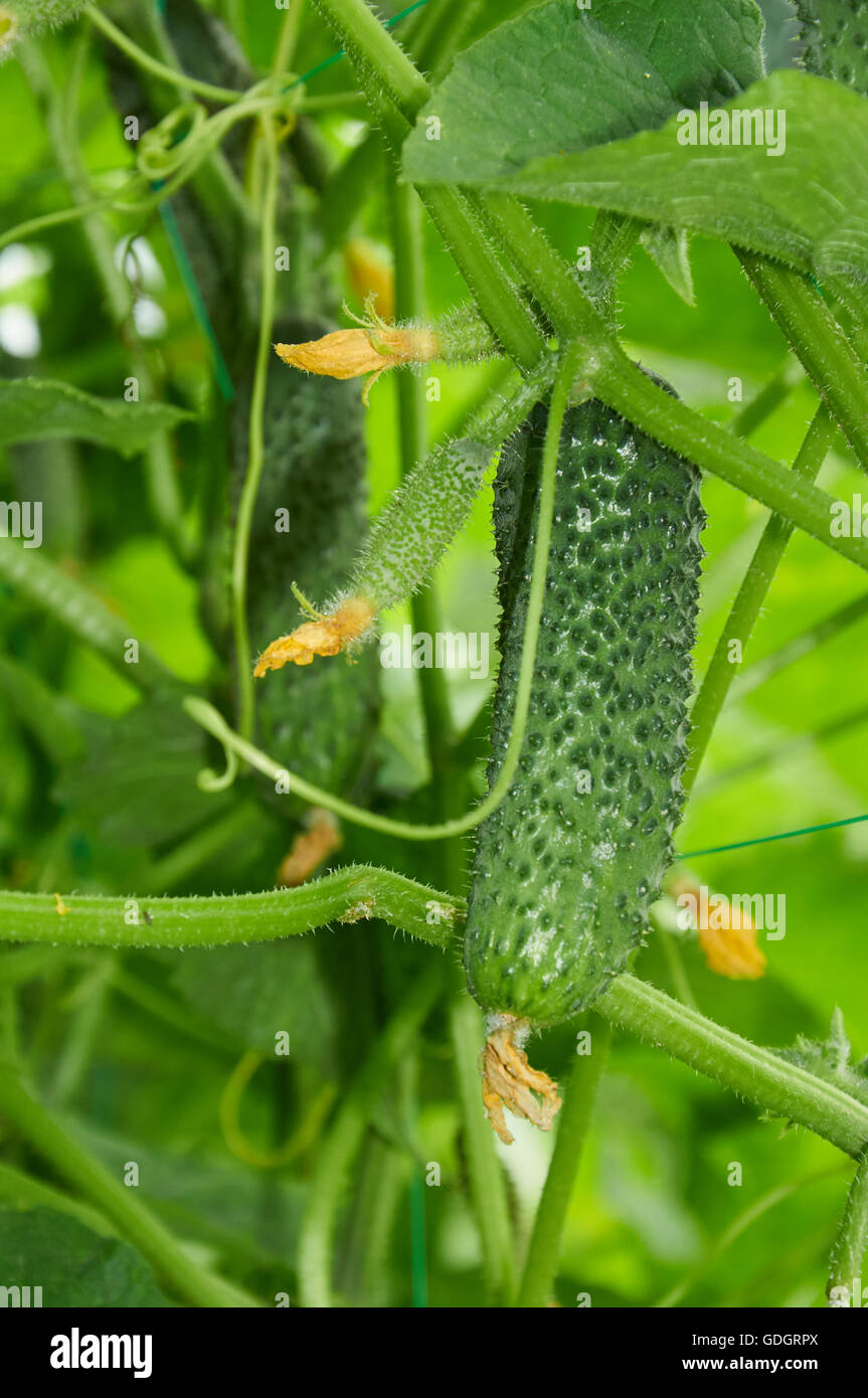 Plante de concombre en pleine croissance Banque de photographies et d ...