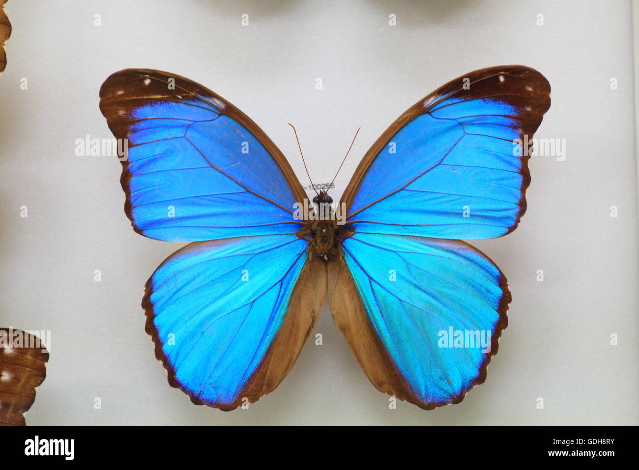 Morpho morpho menelaus Banque de photographies et d’images à haute ...