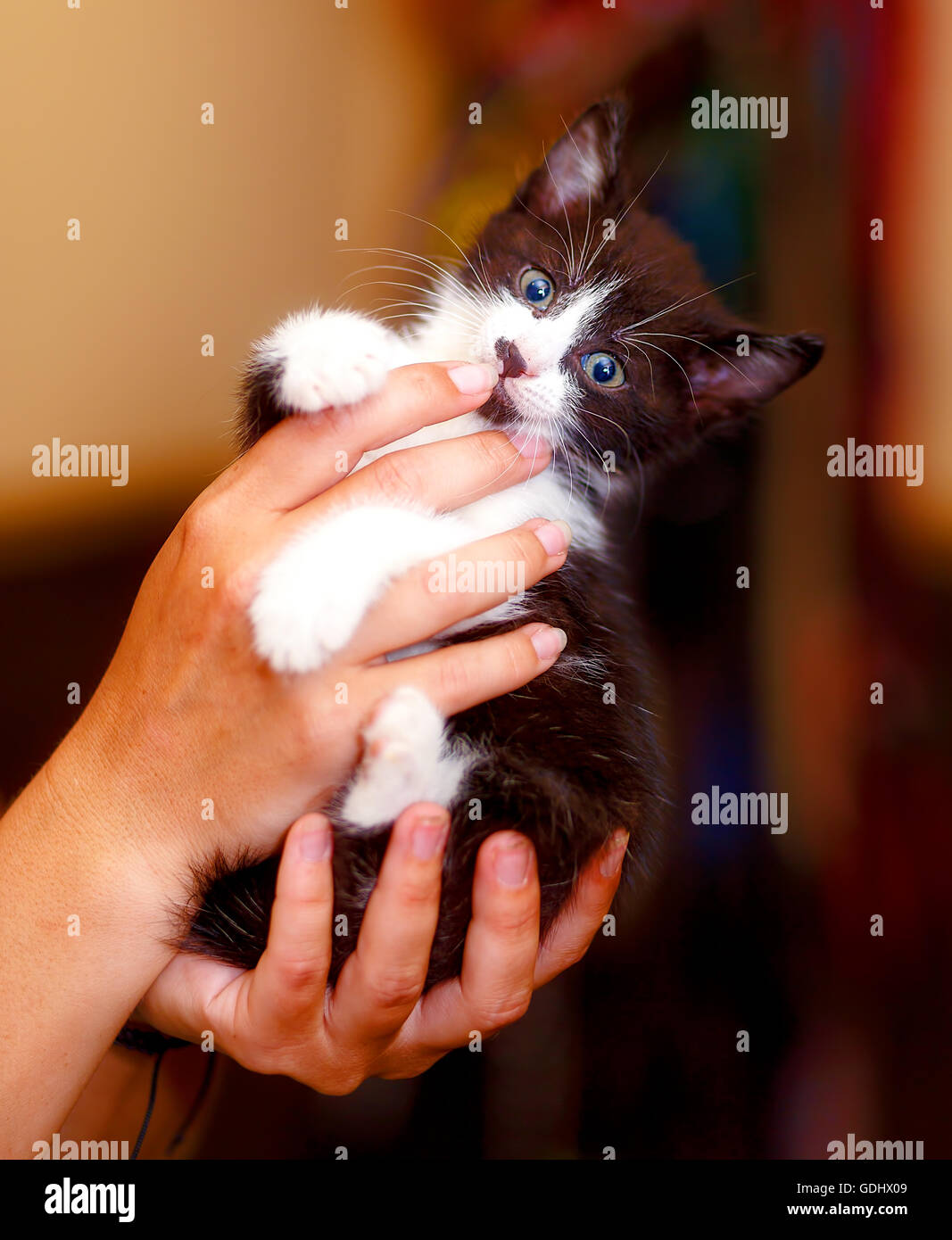 Adorable petite chatte en mains de jeune fille Photo Stock - Alamy