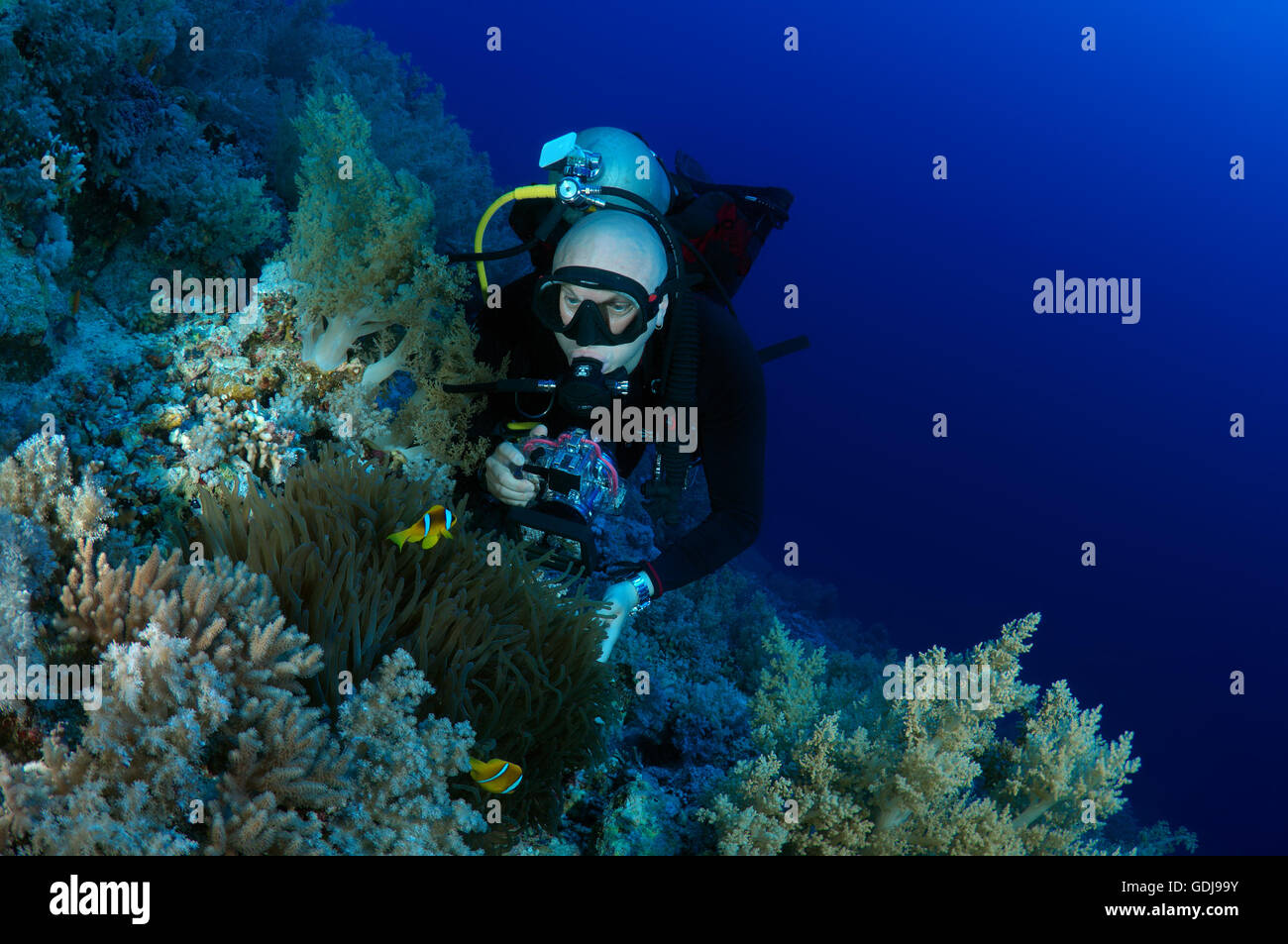 Poisson clown de mer rouge amphiprion bicinctus Banque de photographies ...