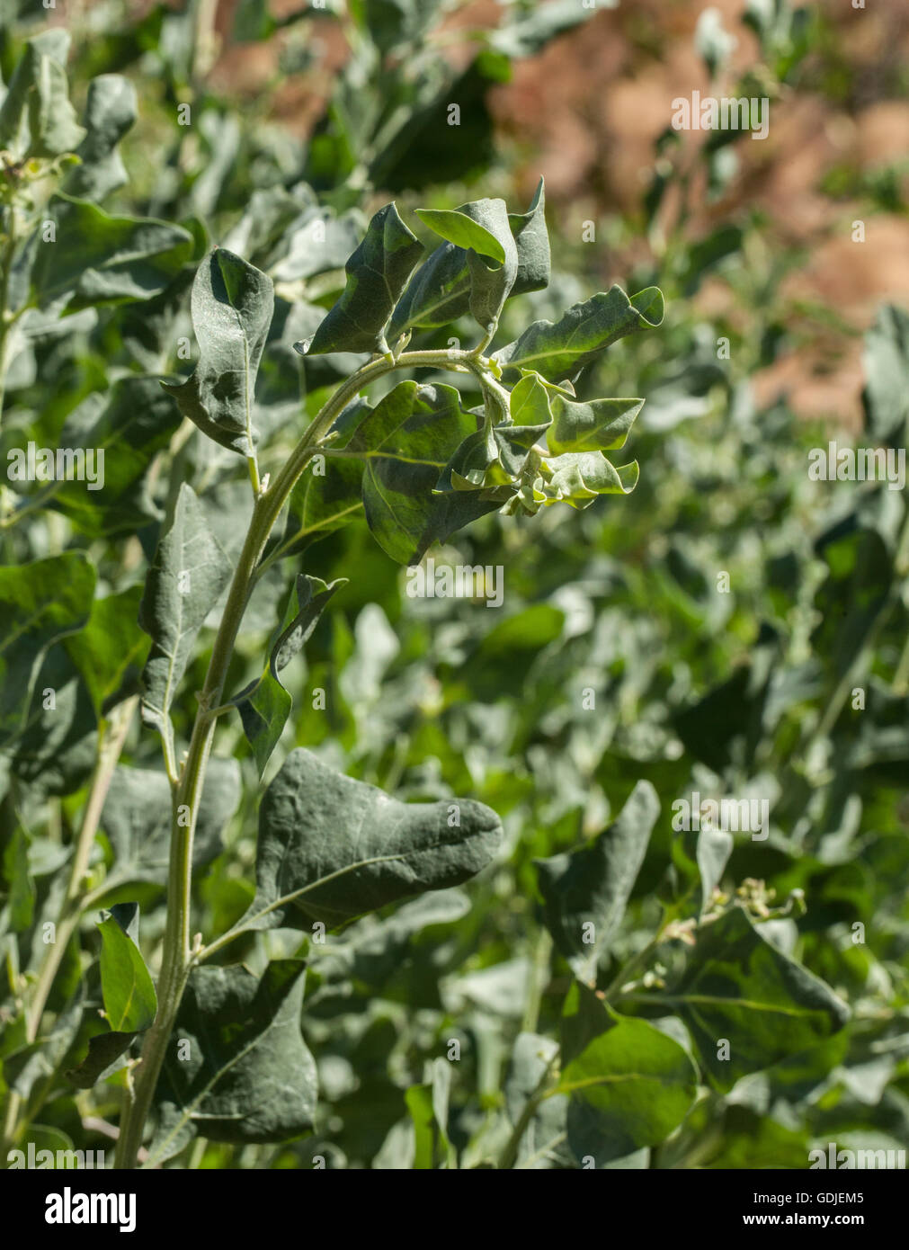 Atriplex halimus Banque de photographies et d’images à haute résolution ...