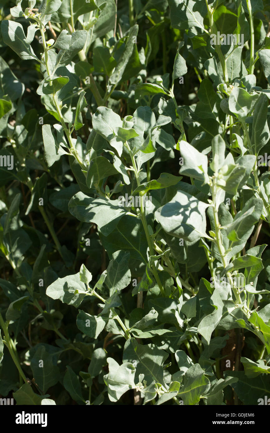 Atriplex halimus Banque de photographies et d’images à haute résolution ...