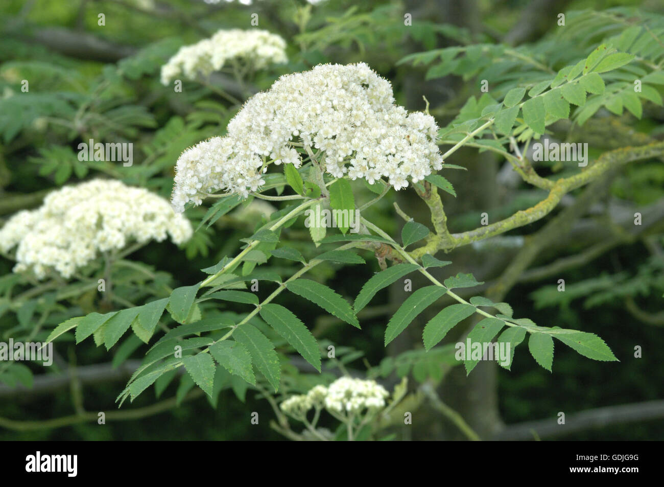 Feuilles sorbus aucuparia Banque de photographies et d’images à haute ...