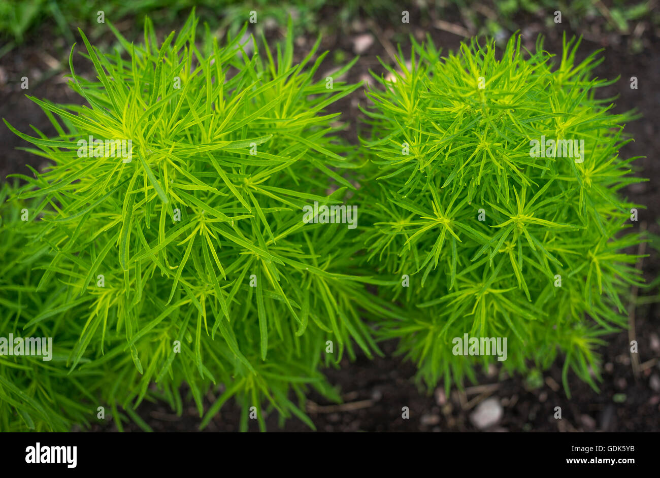 Kochia Scoparia Photos & Kochia Scoparia Images - Alamy