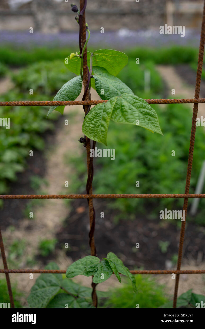 String beans plant Banque de photographies et d’images à haute ...