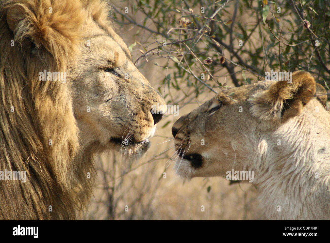 Accouplement de lion et lionne Banque de photographies et d’images à ...