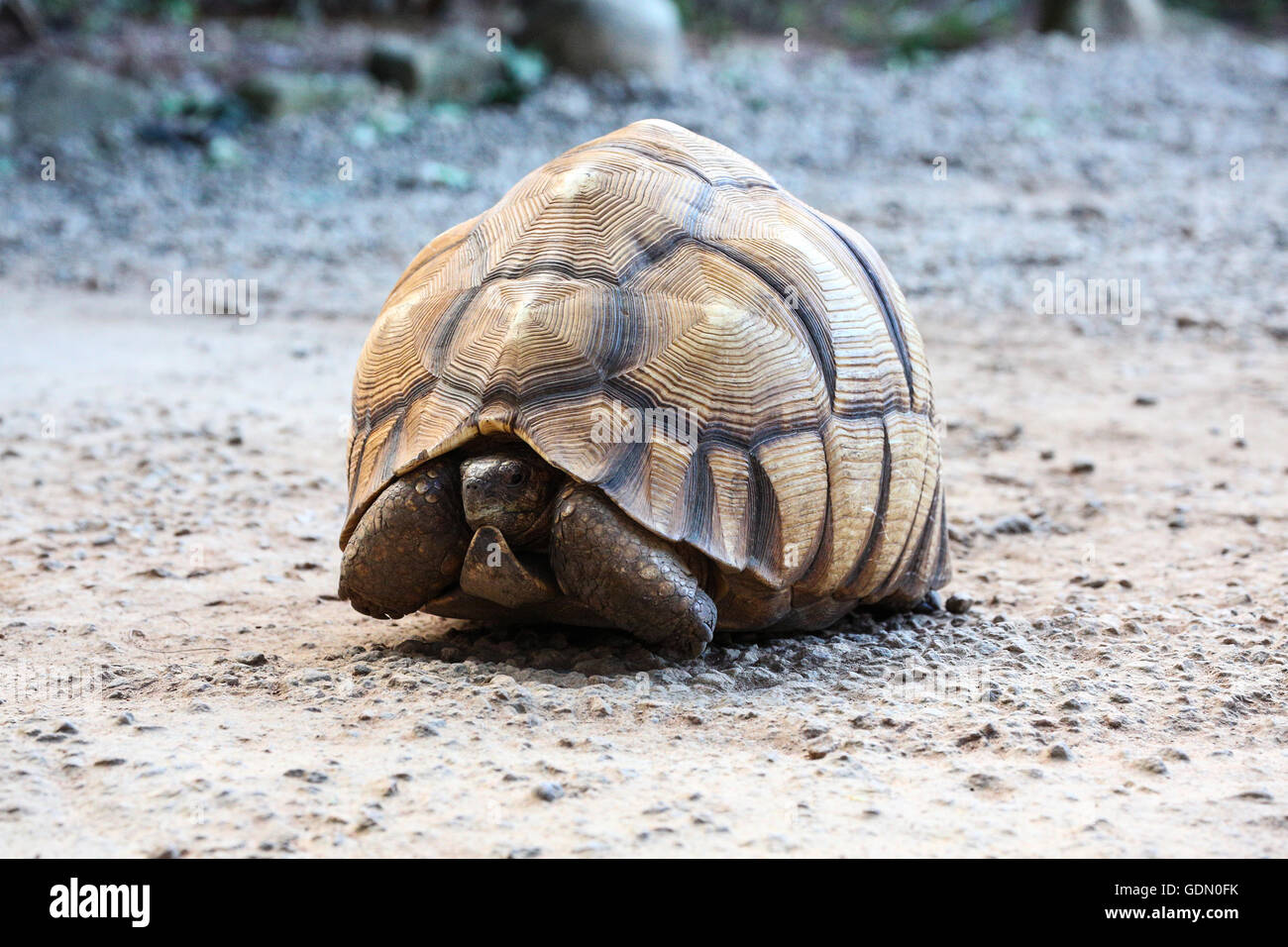 Tortue angonoka astrochelys yniphora Banque de photographies et d ...