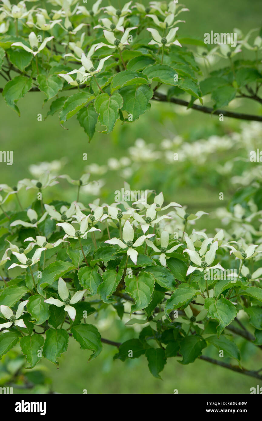 Cornus kousa tsukubanomine Banque de photographies et d’images à haute ...