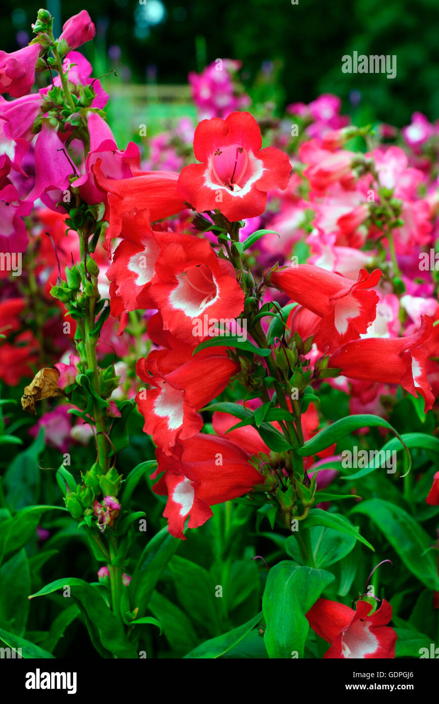 Arabesque de dragon Banque de photographies et d’images à haute ...