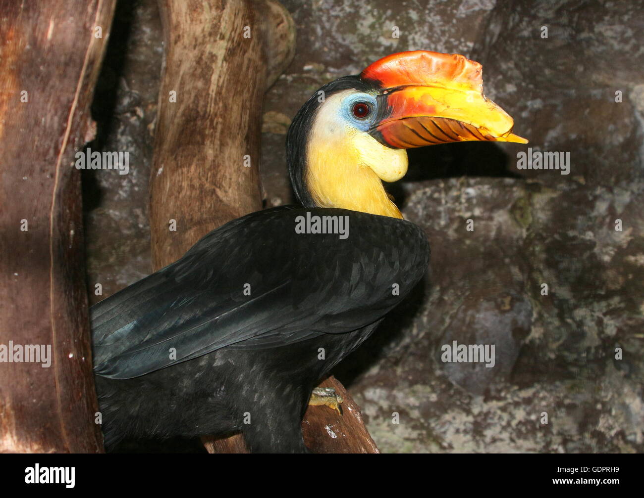 Calao arrugado Banque de photographies et d’images à haute résolution ...