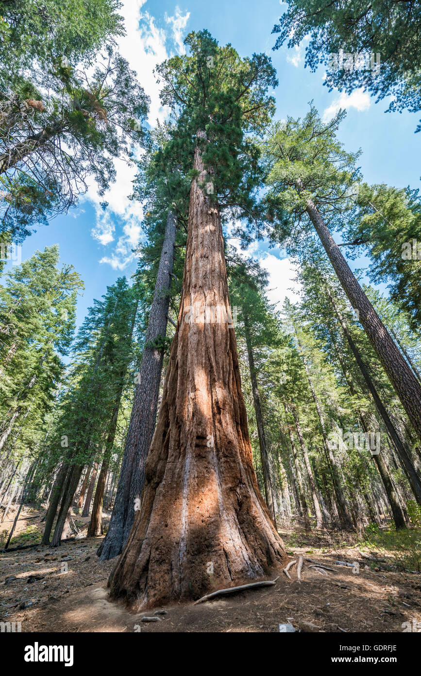 Le séquoia géant (Sequoiadendron giganteum), Tuolumne Grove, Yosemite ...