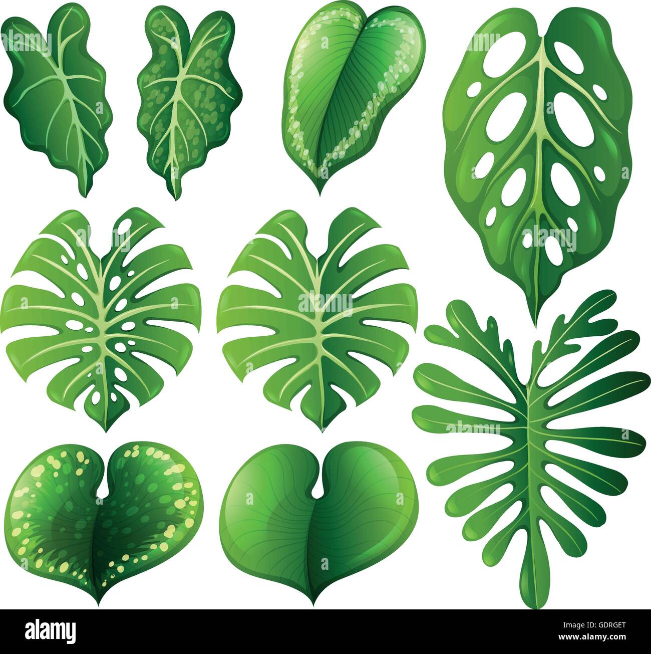 Ensemble de différents types de feuilles illustration Image Vectorielle ...