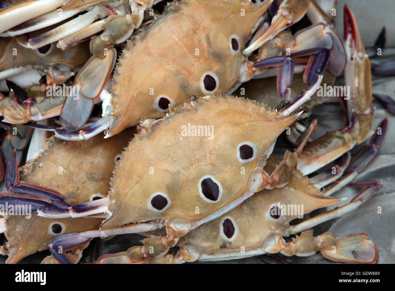 Crabes de mer Banque de photographies et d’images à haute résolution ...