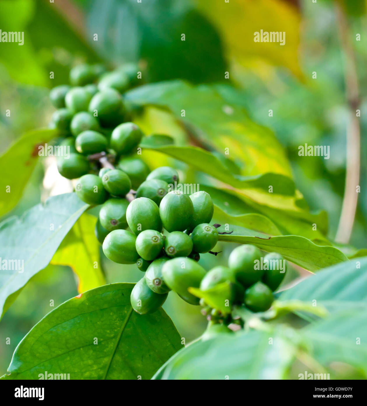 Coffee plantation coffea robusta Banque de photographies et d’images à ...