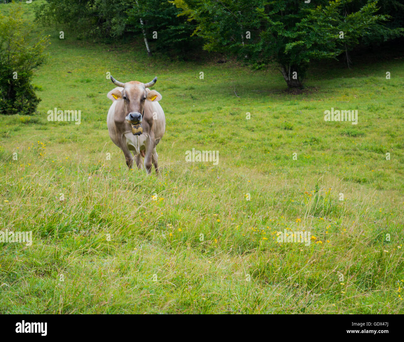 Vache bleue Banque de photographies et d’images à haute résolution - Alamy
