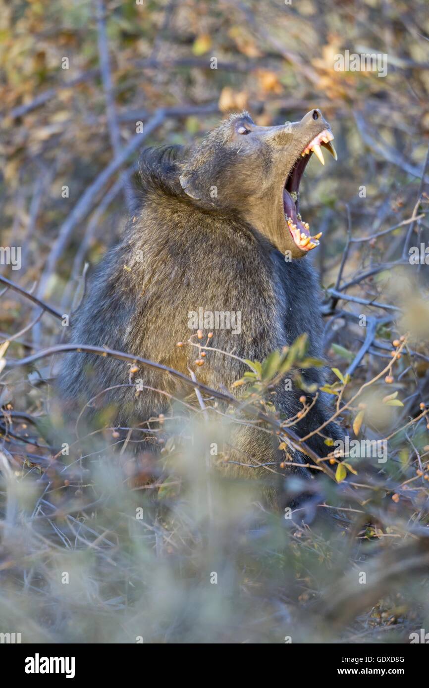 Cap babouin Banque de photographies et d’images à haute résolution - Alamy
