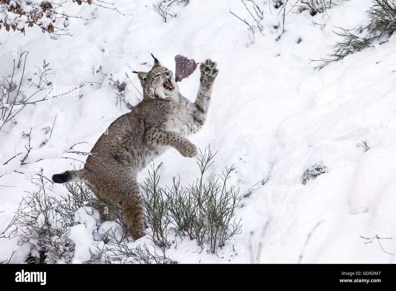 Eurasian lynx lynx lynx eating Banque de photographies et d’images à ...