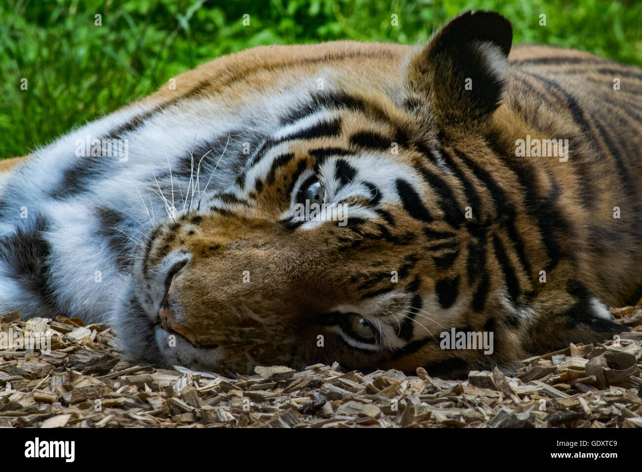 Tiger sleeping Banque de photographies et d’images à haute résolution ...