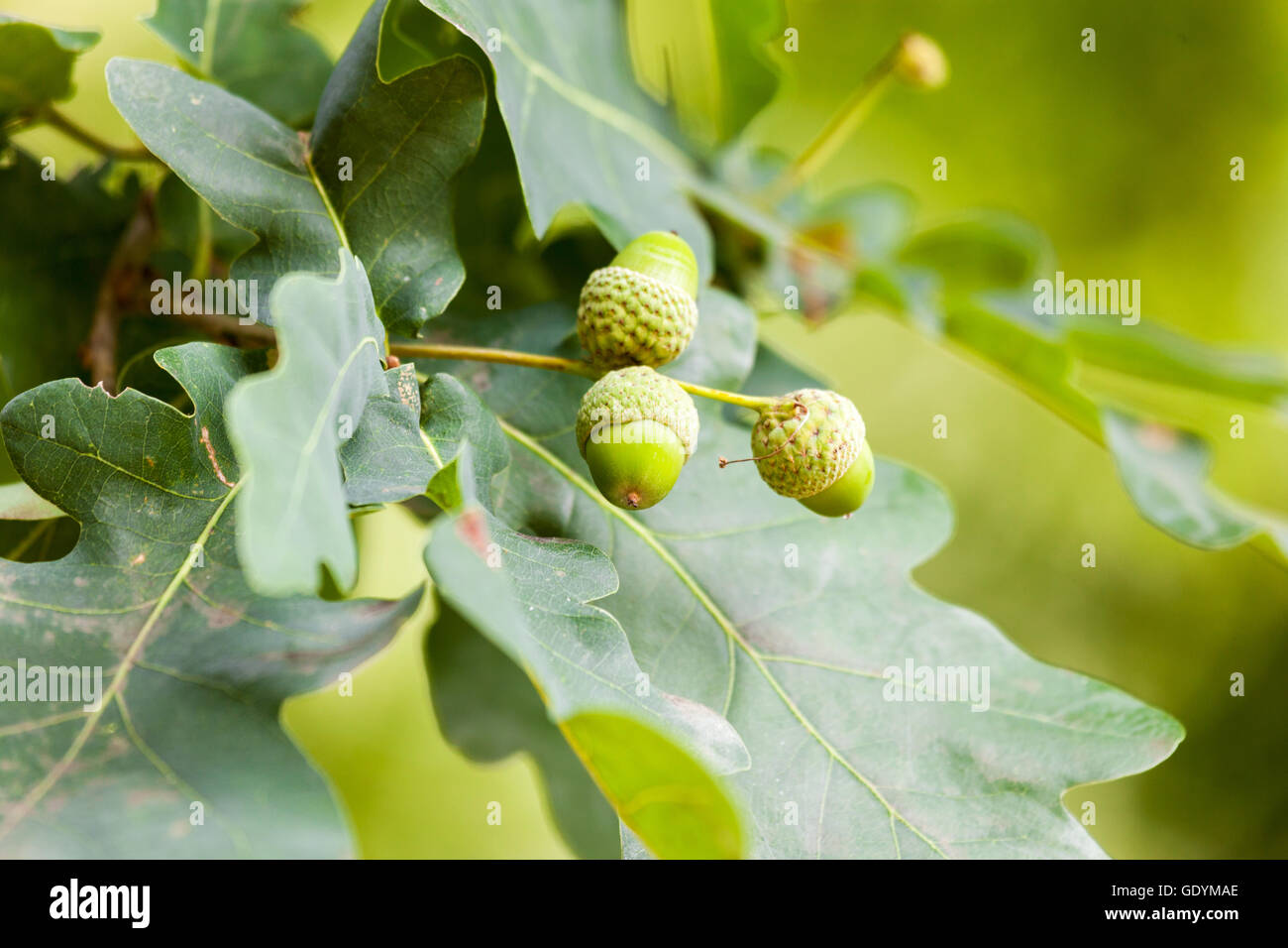 Arbre fruitier au tronc de chêne Banque de photographies et d’images à ...