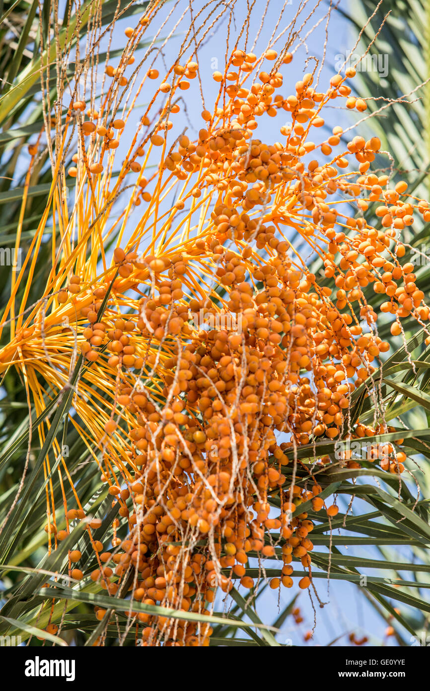 Arbre de dattes avec des fruits Banque de photographies et d’images à ...
