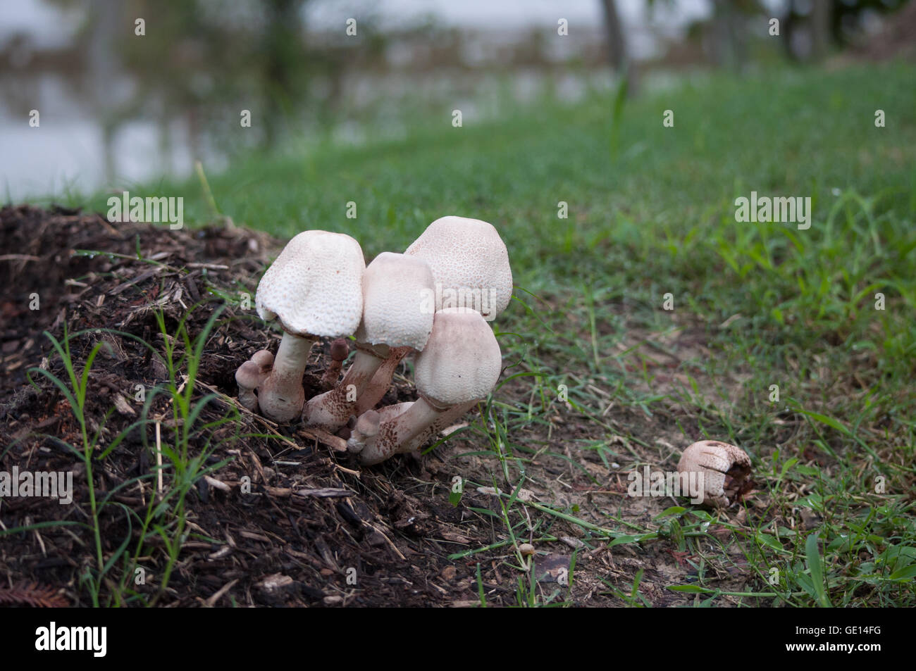 Champignons vivants dans le jardin Banque de photographies et d’images ...